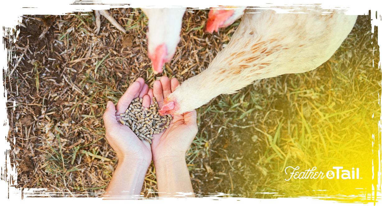 When to Switch Poultry Feed Types: A Simple Guide – Feather & Tail