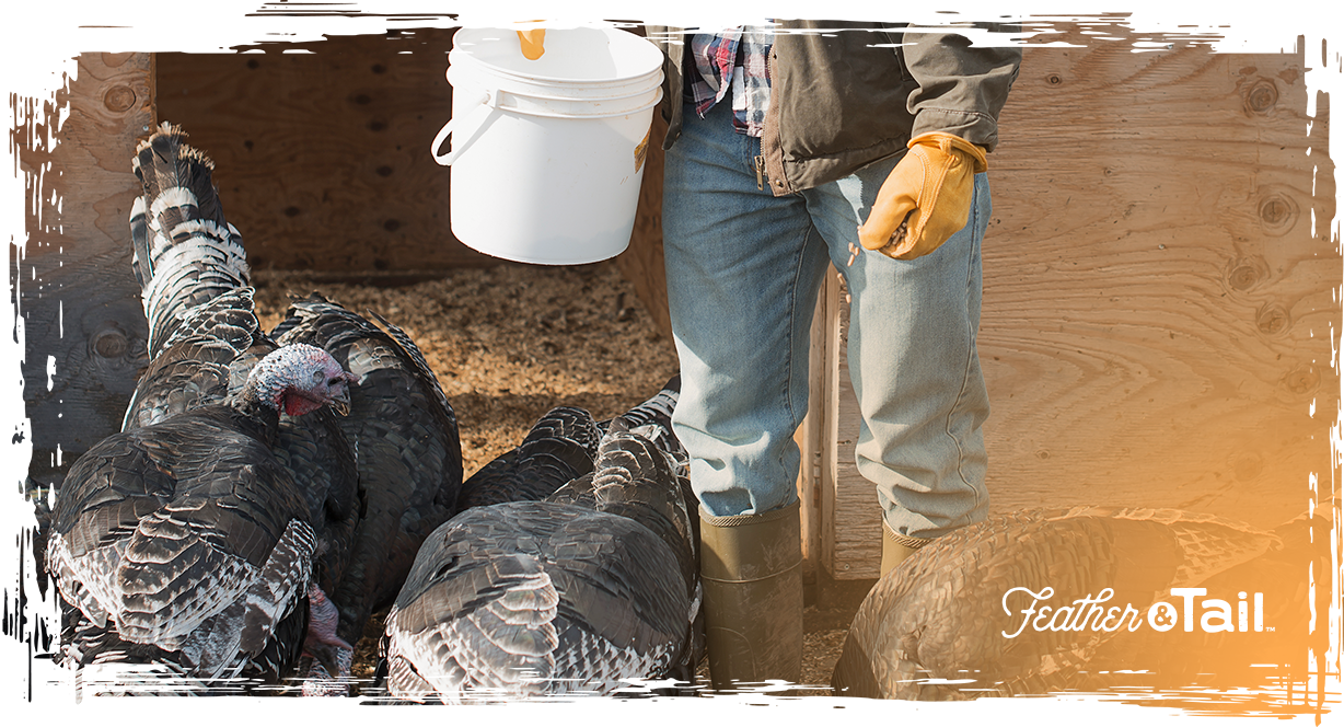 Feed Glow-Ups: How to Switch Animal Feed Stress-Free – Feather & Tail