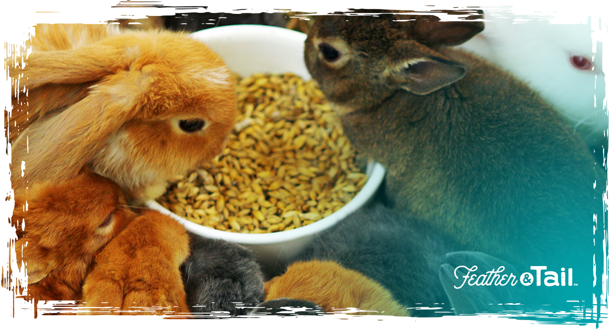 When Feed Is a Flex: Why Homesteaders Go Premium – Feather & Tail